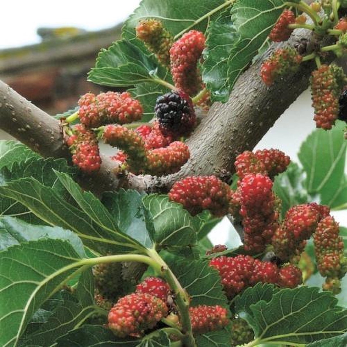 Moerbeiboom Black Persian - fruitstruik - kleinfruit - plant - eigen ...