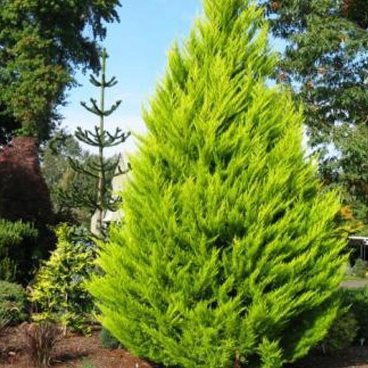Cupressus Mac. 'Goldcrest' - Cupressus macrocarpa 'Goldcrest' 150-175 ...