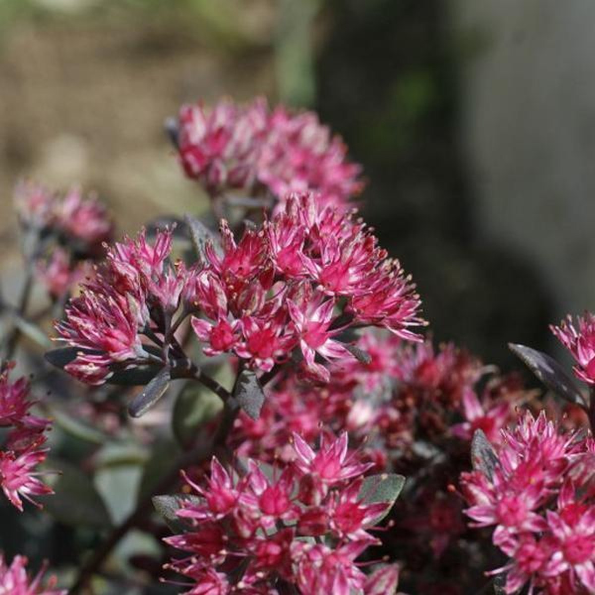 6 x Sedum 'Robustum' (='Ruby Glow') - Vetkruid pot 9x9cm | bol.com