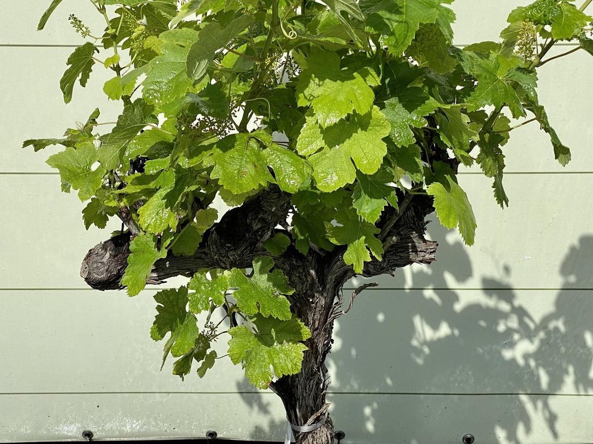 Vitis Vinifera - Druivenboom - Druivenplant op oude stam - Winterhard ...