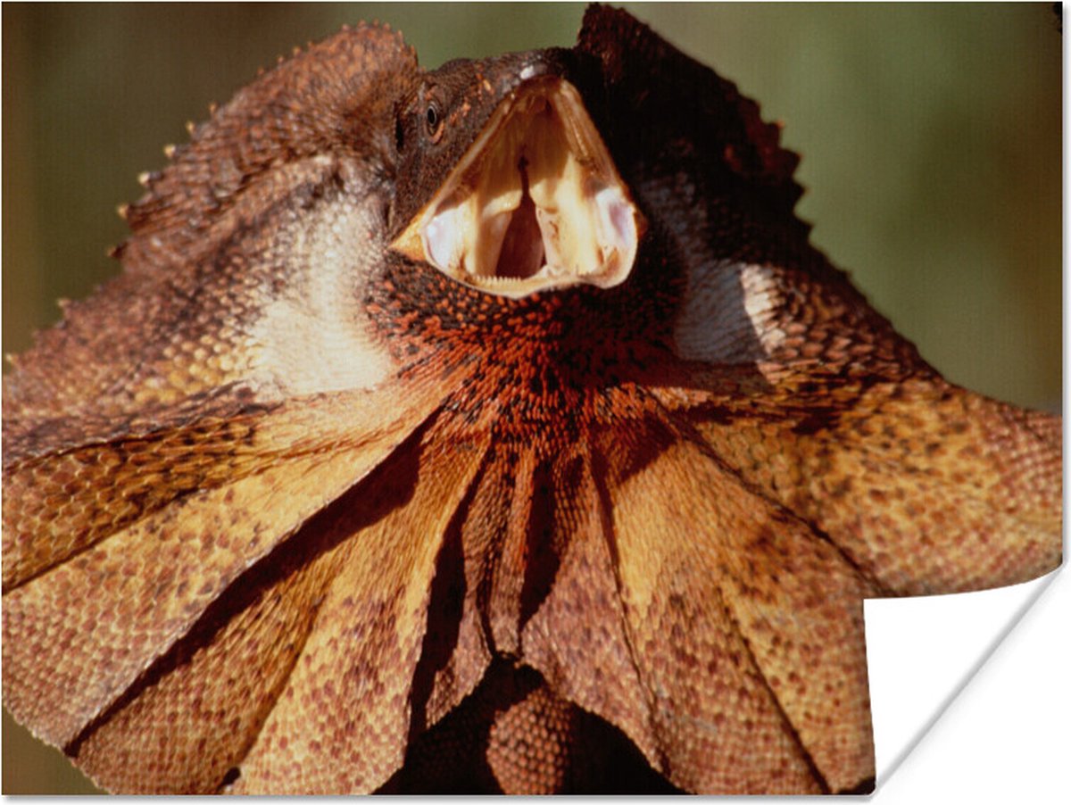 Un lézard à volants montre son col avec un poster de fond flou 80x60 cm ...