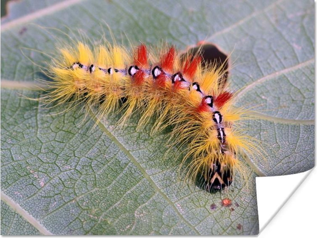 Poster Een harige rups op een blad - 120x90 cm | bol.com