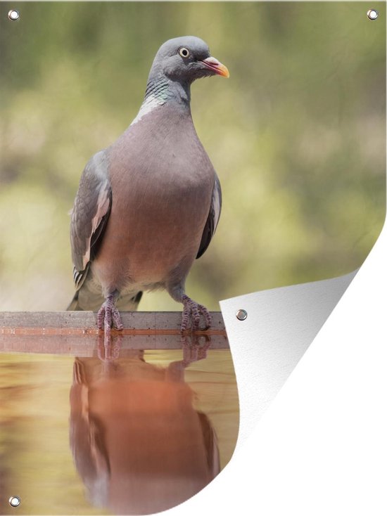 Image d'un pigeon ramier au bord de l'eau en Espagne Affiche de jardin ...
