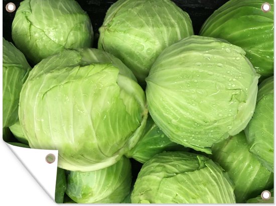 Tuin decoratie De onderkant van verschillende groene kolen - 40x30 cm ...