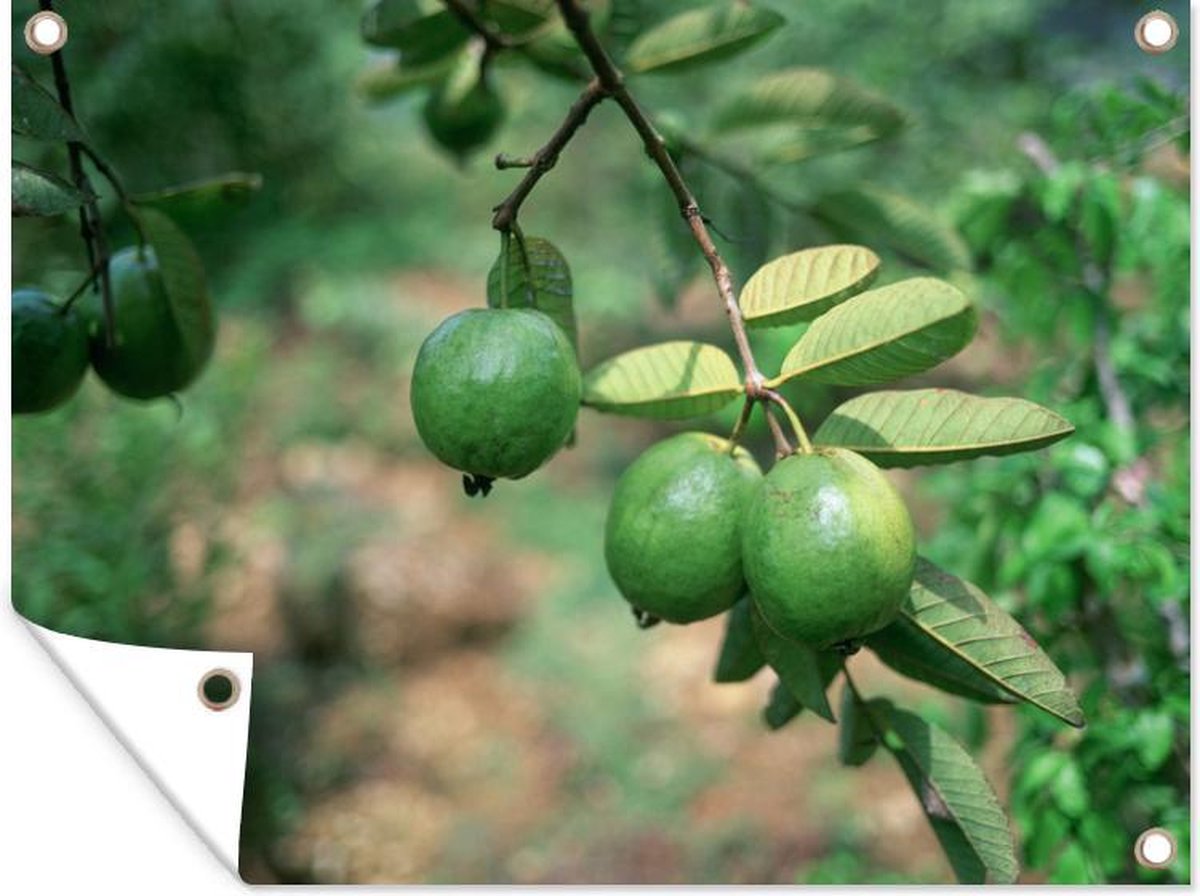 Tuinposter - Tuindoek - Tuinposters buiten - Guave boom met een aantal ...