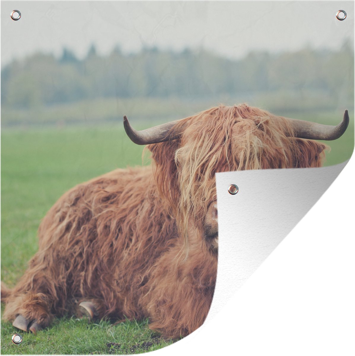 Posters de jardin Scottish Highlander - Vache - Paysage - 50x50 cm ...