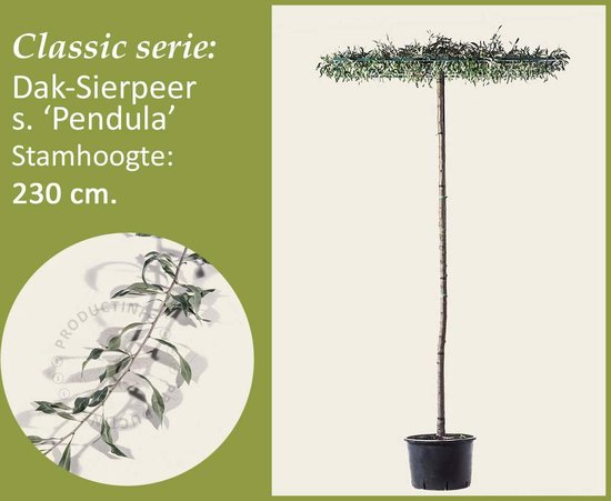 Dak-Sierpeer - Classic | bol