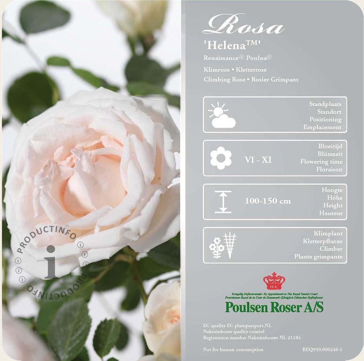 Rosa 'Helena' | bol.com