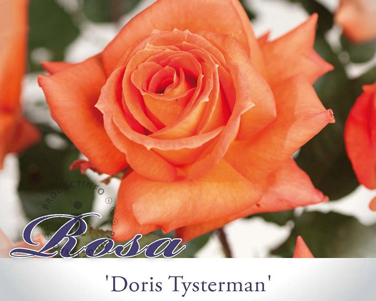 Rosa 'Doris Tijsterman' | bol.com