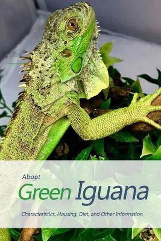 About Green Iguana: Characteristics, Housing, Diet, and Other ...