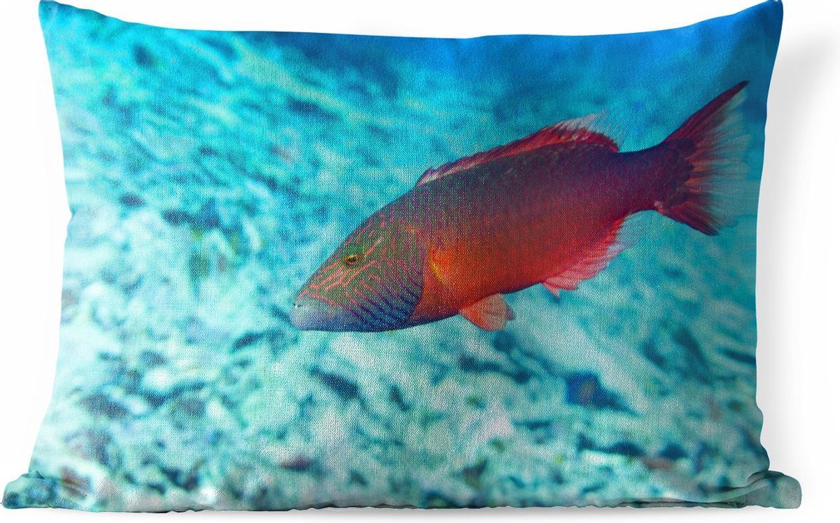 Buitenkussens - Tuin - Rode vis in helderblauw water - 60x40 cm | bol.com