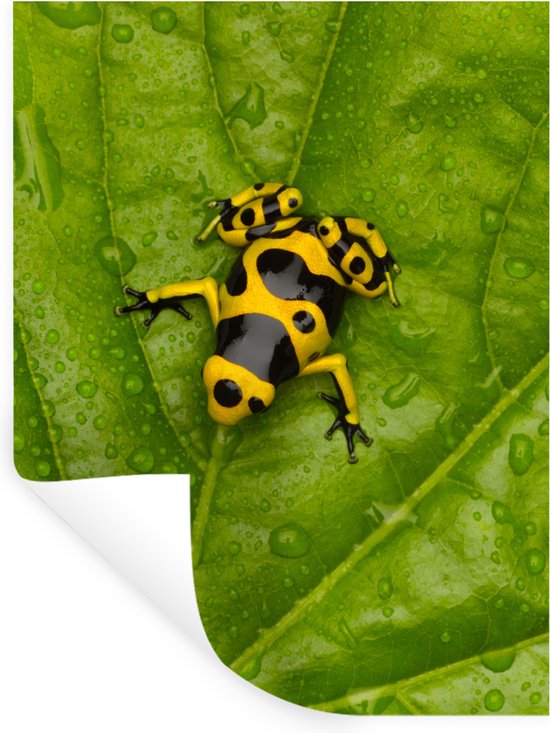 Muurstickers - Sticker Folie - Geel met zwarte kikker op een blad ...