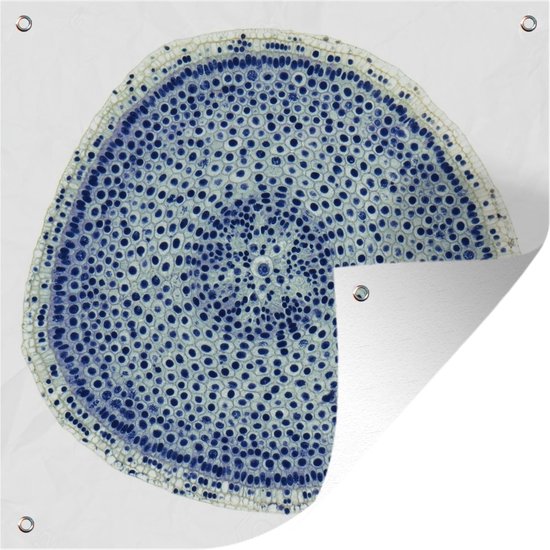 Tuinposters Cellen in een ui - 50x50 cm - Tuindoek - Buitenposter | bol