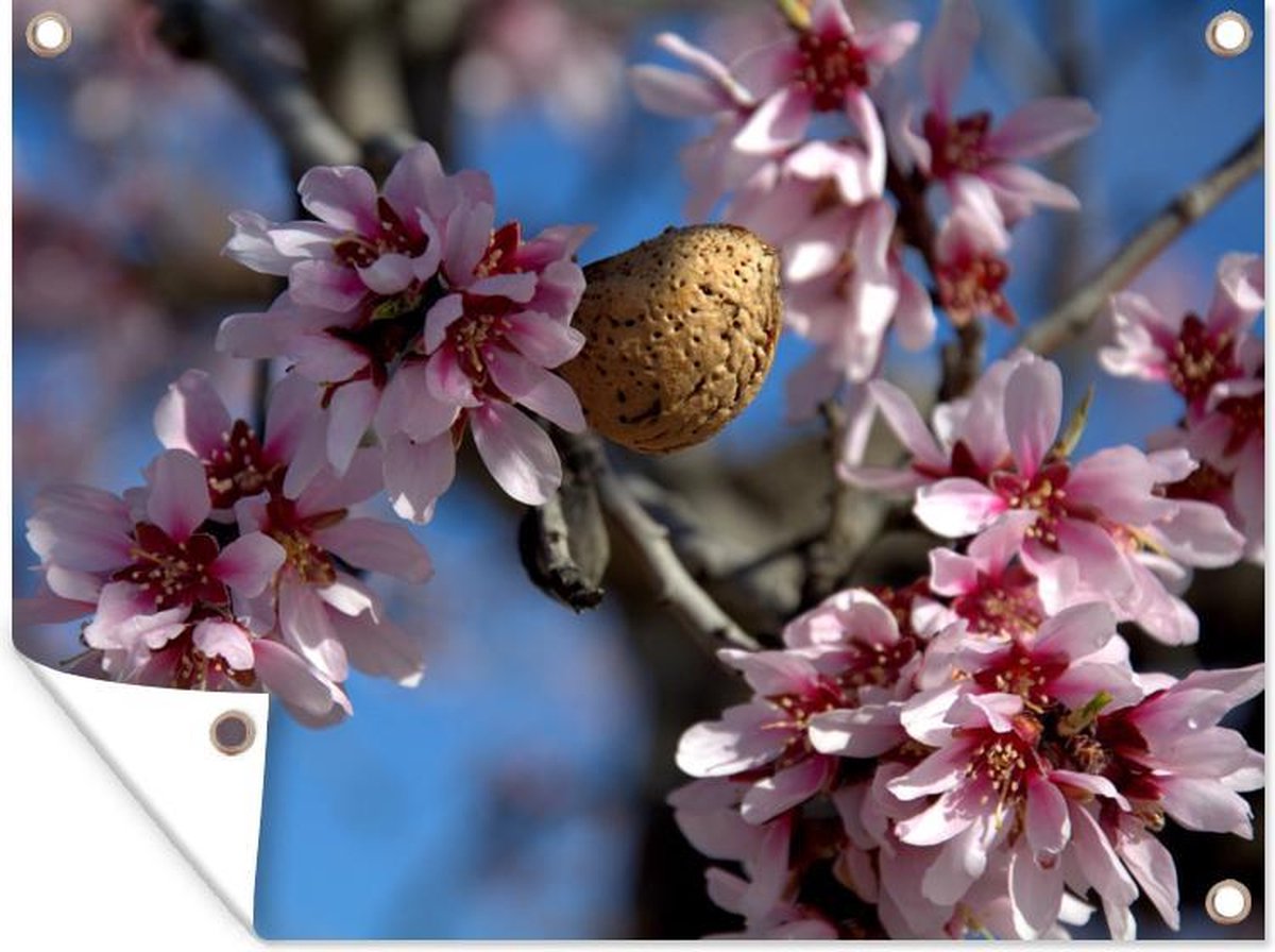 Muurdecoratie buiten Roze kleuren van de amandelboom met een eenzame ...