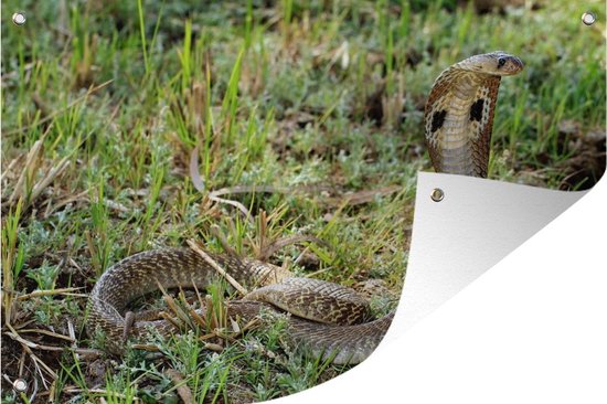 Tuinposter - Tuindoek - Tuinposters buiten - Cobra slang in het groene ...