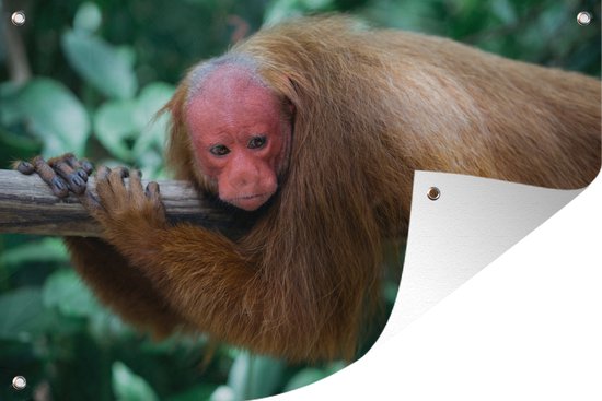 Tuinposter - Tuindoek - Tuinposters buiten - Oeakari aap rust uit op ...