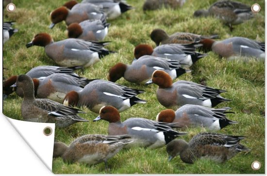 Tuindecoratie Smient eenden liggen uit te rusten in een prachtig groene ...