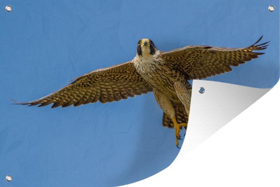 Un faucon pèlerin vole contre un ciel bleu clair Affiche de jardin ...