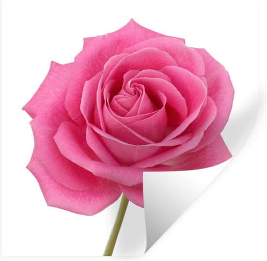 Muurstickers - Sticker Folie - Close-up van enkele roze roos op witte ...