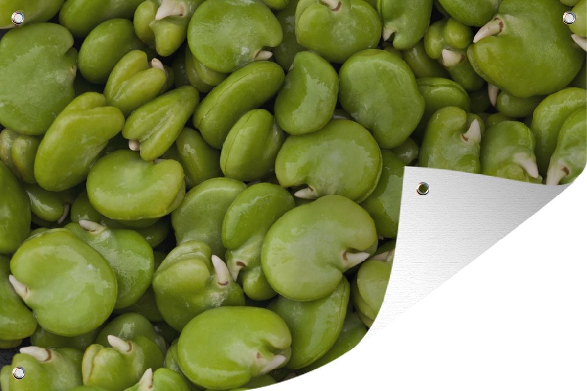 Gros plan de fèves vertes sans peau Affiche de jardin 180x120 cm ...