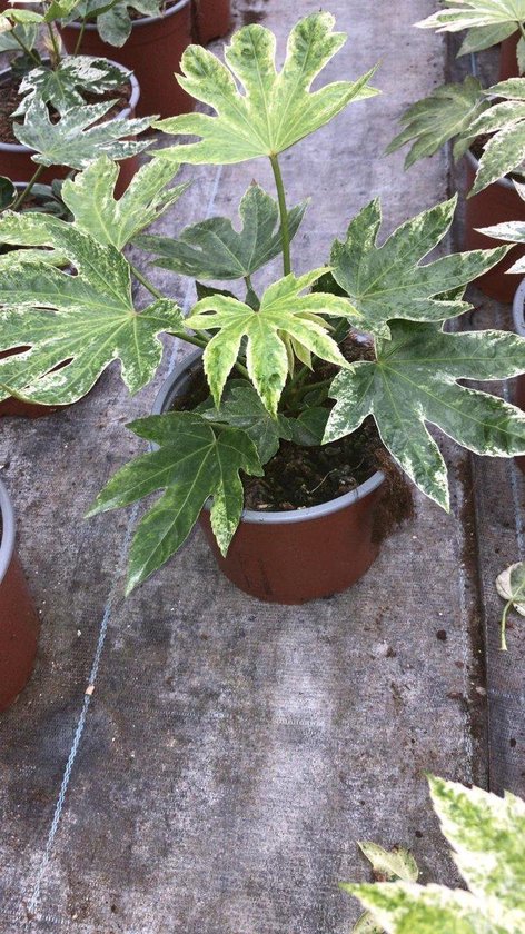Fatsia Japonica Spiderweb - Handelskwekerij Mark Verbeek - Buitenplant ...