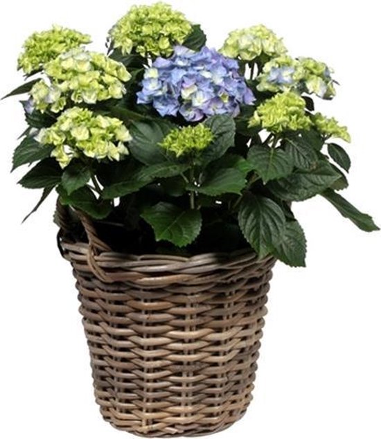 Hydrangea Bol Blauw in Rattan mand ↨ 40cm - planten - binnenplanten ...