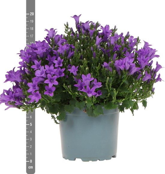 Campanula Addenda - Klokjesbloem purple potmaat 12cm - vaste plant ...