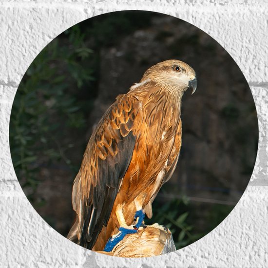 WallClassics - Muursticker Cirkel - Zittende Arend op Houten Stam voor Struiken -... | bol