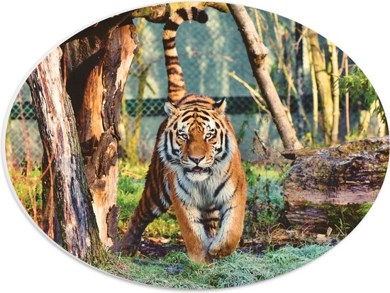 PVC Schuimplaat Ovaal - Aansluipende Tijger tussen Boomstammen - 40x30 cm Foto op... | bol.com