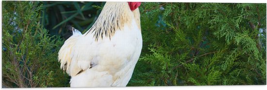 Vlag - Beige kip tegen Groene Varens - 90x30 cm Foto op Polyester Vlag ...