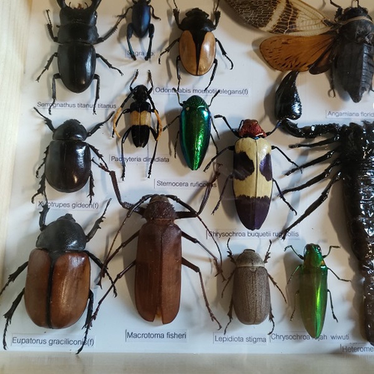 insecten in lijst insect kever kevers schorpioen schorpioenen vlinder ...