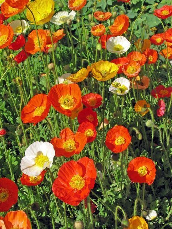 12x Ijslandse papaver (Papaver nudicaule 'Gartenzwerg') - P9 pot (9x9 ...
