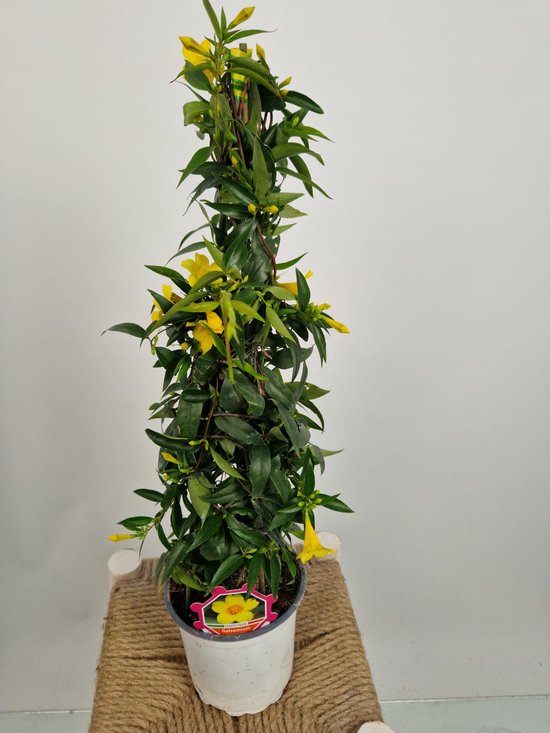 Gelsemium sempervirens - Valse Jasmijn piramide - potmaat 14 cm ...