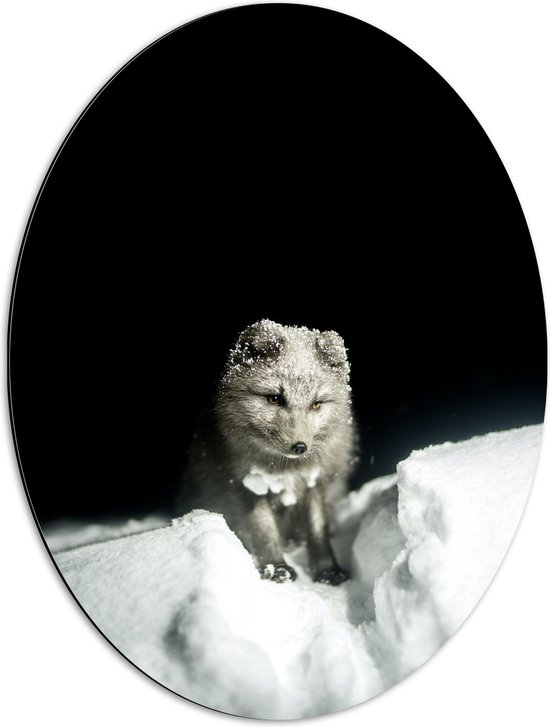 WallClassics - Dibond Ovaal - Grijze Vos in de Sneeuw - Poolvos - 51x68 ...