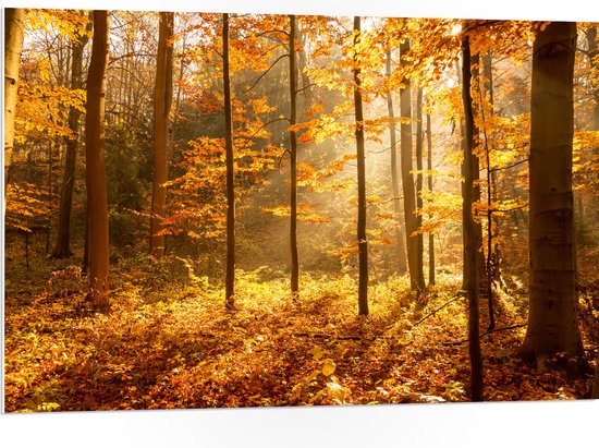 Feuille de Mousse PVC - Arbres en Forêt dans les Teintes Oranje ...