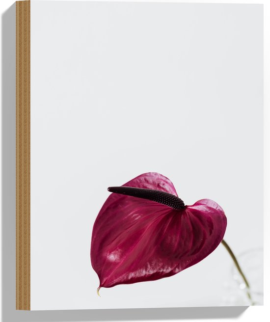 Hout - Rood- Paars Gekleurd Blad tegen Witte Achtergrond - 30x40 cm - 9 ...