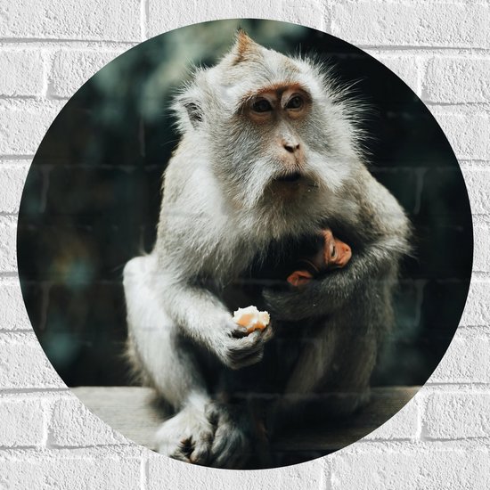 Muursticker Cirkel - Zittende Makaak Aap op Houten Rand in Bos - 60x60 ...