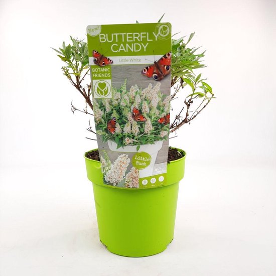 Buddleja dav. 'Butterfly Candy Little White' - ↨25cm - Ø19cm | bol.com