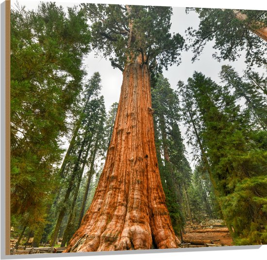 Hout - Gigantische Boom omringd door Bomen - 100x100 cm - 9 mm dik ...