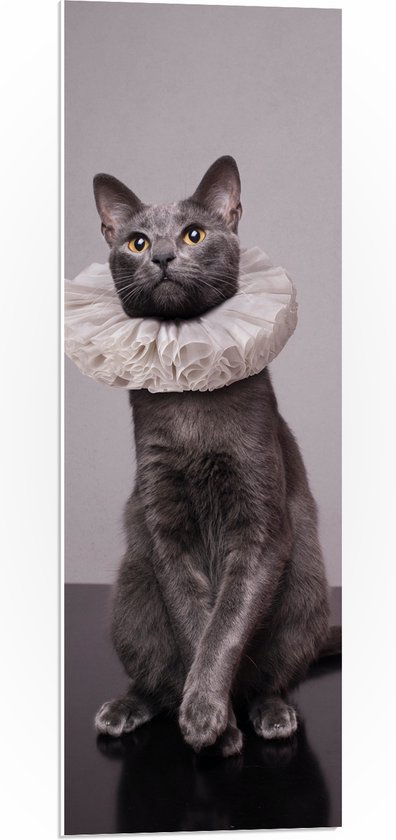 WallClassics - PVC Schuimplaat - Grijze Kat met Witte Kraag - 30x90 cm ...