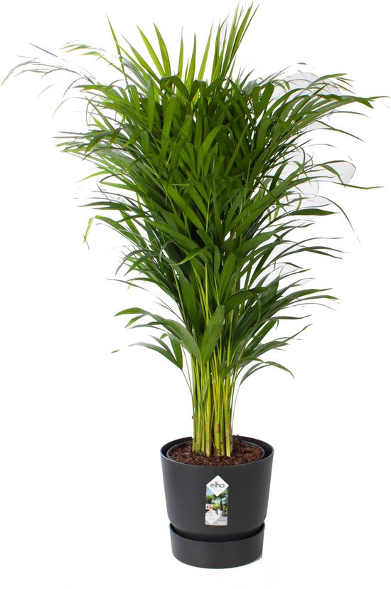 Areca met pot | 120 cm | Antraciet | bol.com