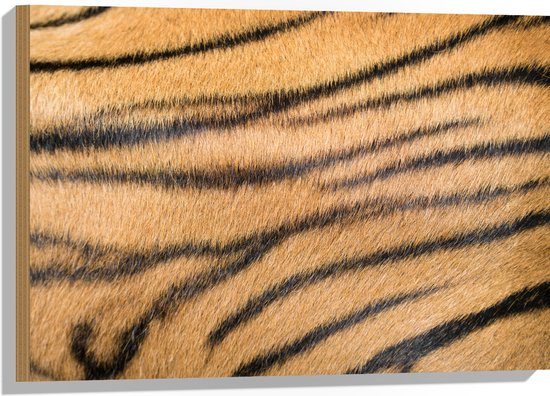 Hout - Close-up van Huid Bengaalse Tijger - 75x50 cm - 9 mm dik - Foto ...