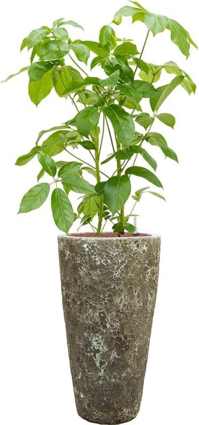 Plant in Pot Schefflera Actinophylla Amate B 140 cm kamerplant in Baq ...