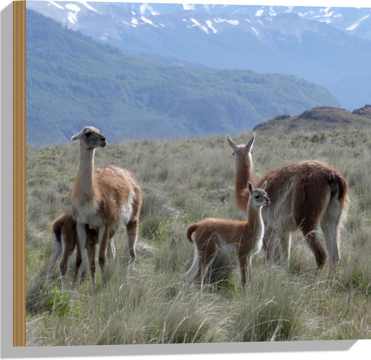 Hout - Kudda Lama's in Gebergte - 50x50 cm - 9 mm dik - Foto op Hout ...