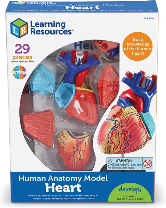 Anatomie model - Het hart | bol