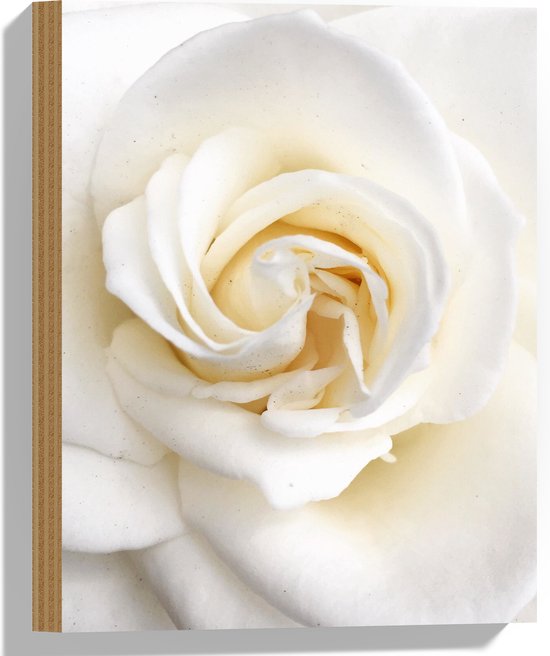 Hout - Grote Witte Roos - 30x40 cm - 9 mm dik - Foto op Hout (Met Ophangsysteem) | bol