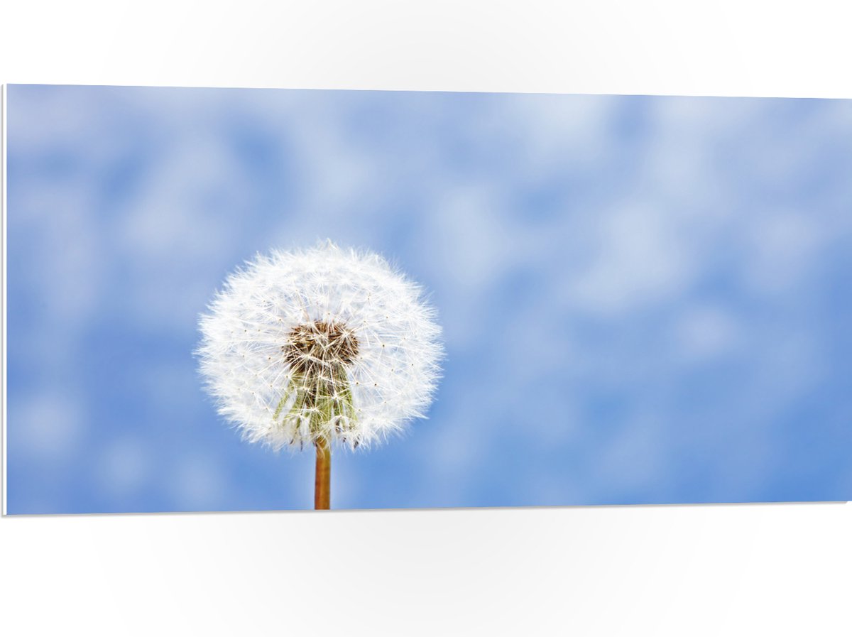 PVC Schuimplaat - Paardenbloem op Blauw met Witte Achtergrond - 100x50 ...