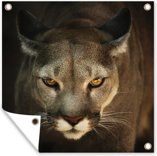 Tuin poster Een Puma in jachthouding met gele ogen - 200x200 cm | bol.com