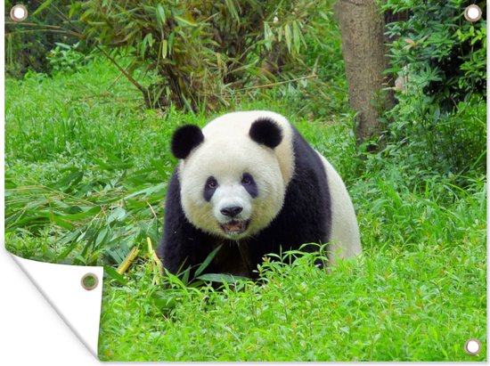 Muurdecoratie buiten Panda - Gras - Dier - 160x120 cm - Tuindoek ...