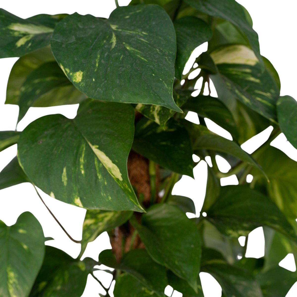 Epipremnum Aureum Mosstok - 60cm | bol.com